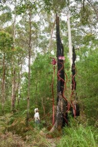 Northcliffe - Things To Do & See | Australia's South West