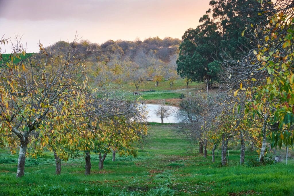 Nannup, WA: Things To Do, Where to Stay & More in 2026