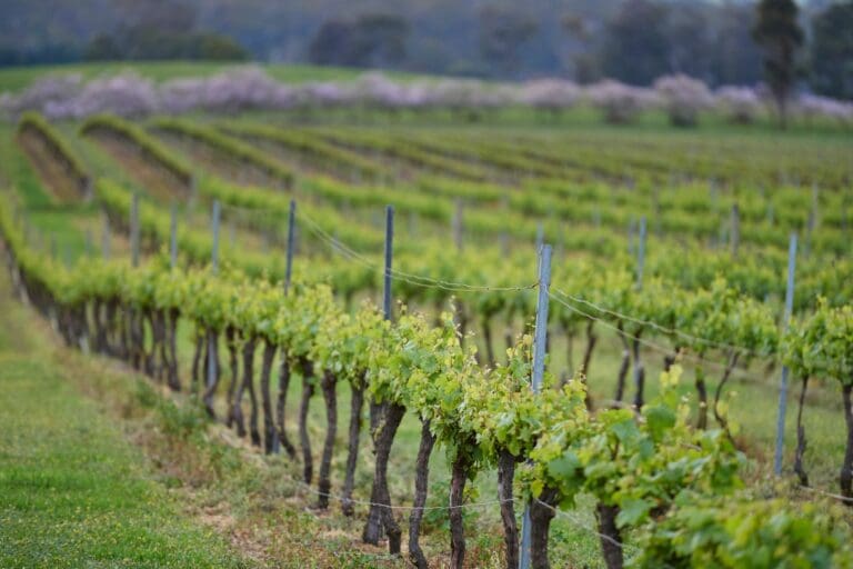 Beerfarm Metricup Rodeo | Australia's South West