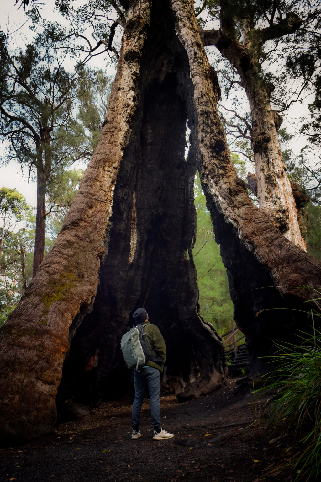 Walpole - Top Things To Do | Australia's South West