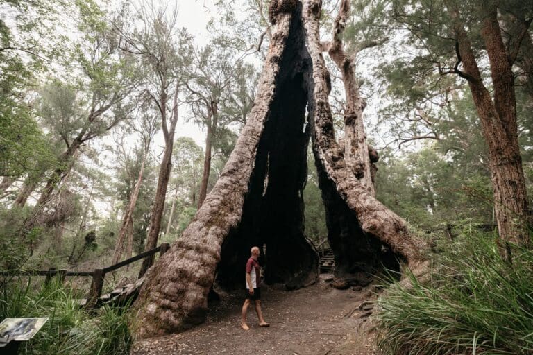 Southern Forests and Valleys Region: Things to do and More!