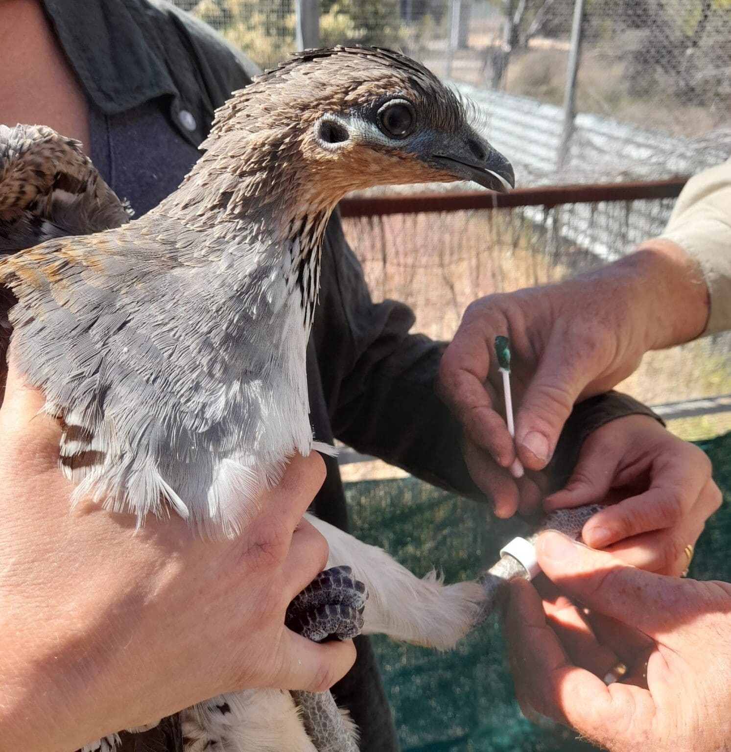 Gnowangerup and Stirling Range | Australia's South West