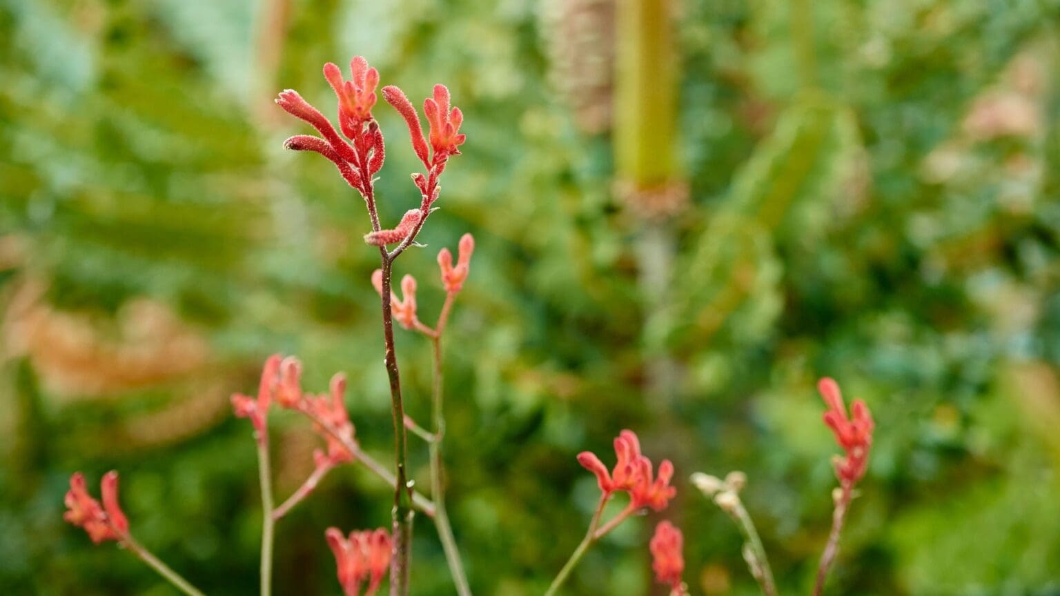 Kambarang In Australia's South West: A Blooming Beautiful Time ...