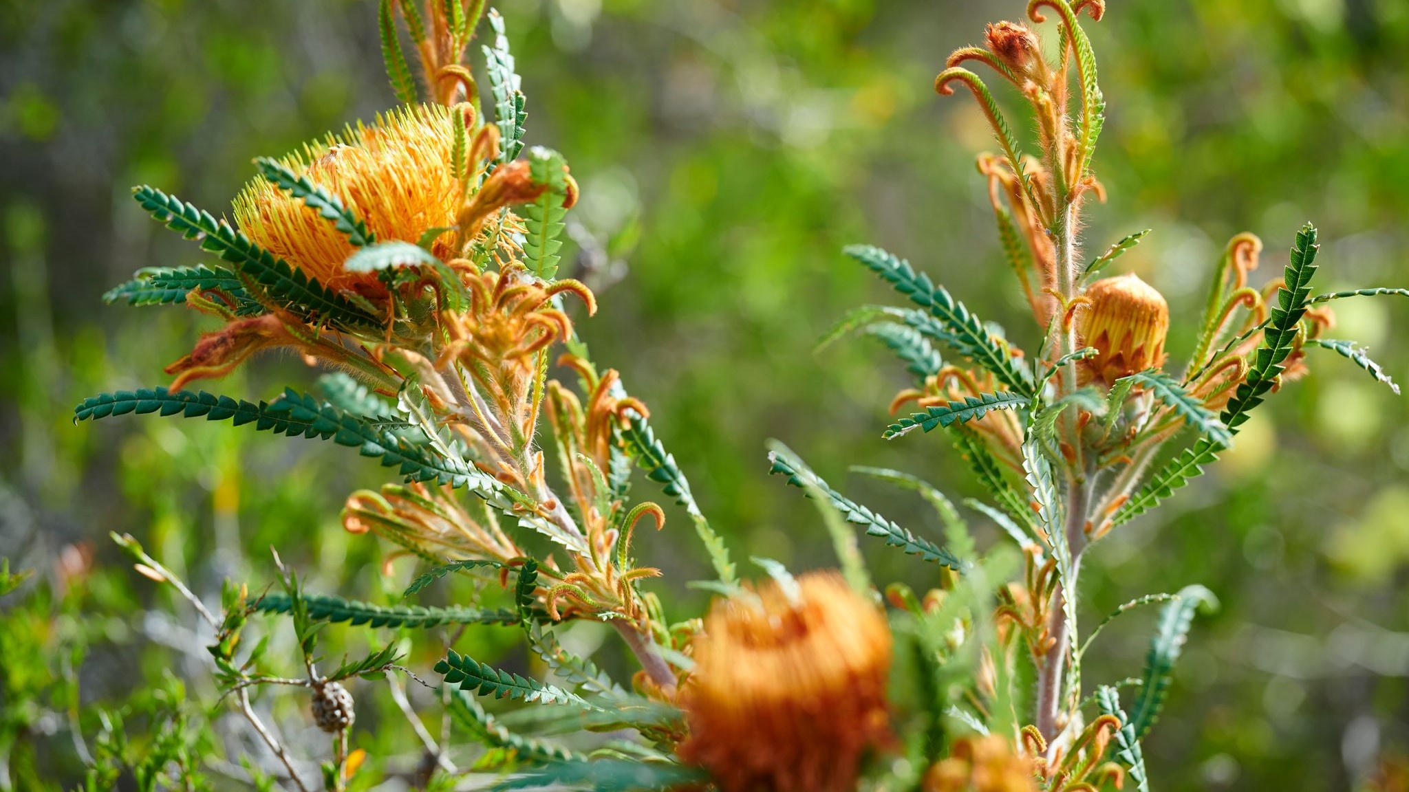 Kambarang In Australia's South West: A Blooming Beautiful Time ...