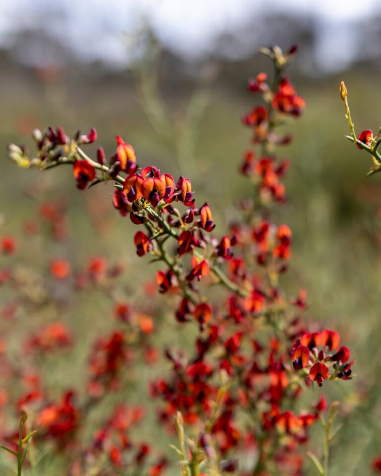 Kambarang In Australia's South West: A Season of Colour, Flavour and ...