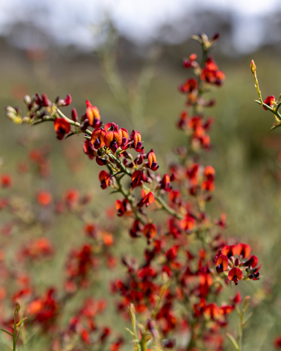 Kambarang In Australia's South West: A Season of Colour, Flavour and ...