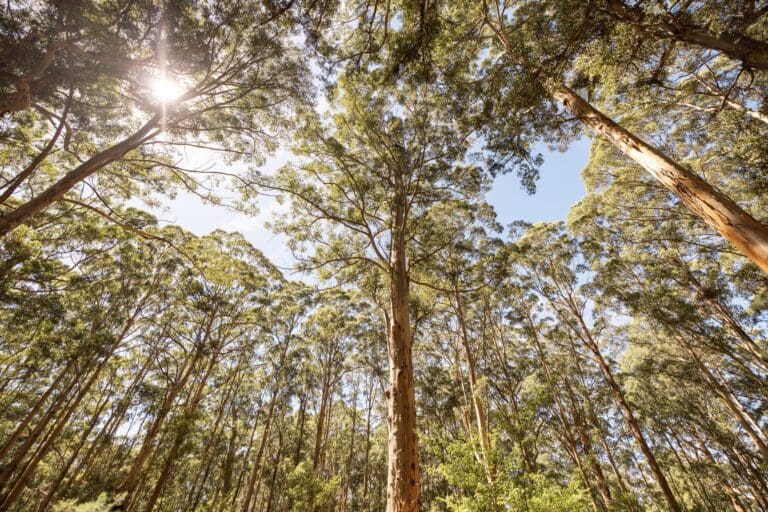 Australia's South West: Plan Your Next Holiday Down South