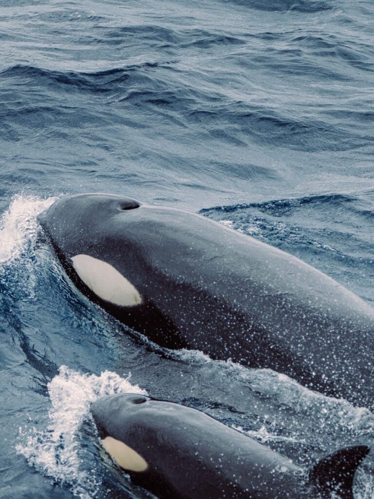 Bunuru in Australia’s South West: Long Days, Short Nights, Magical ...