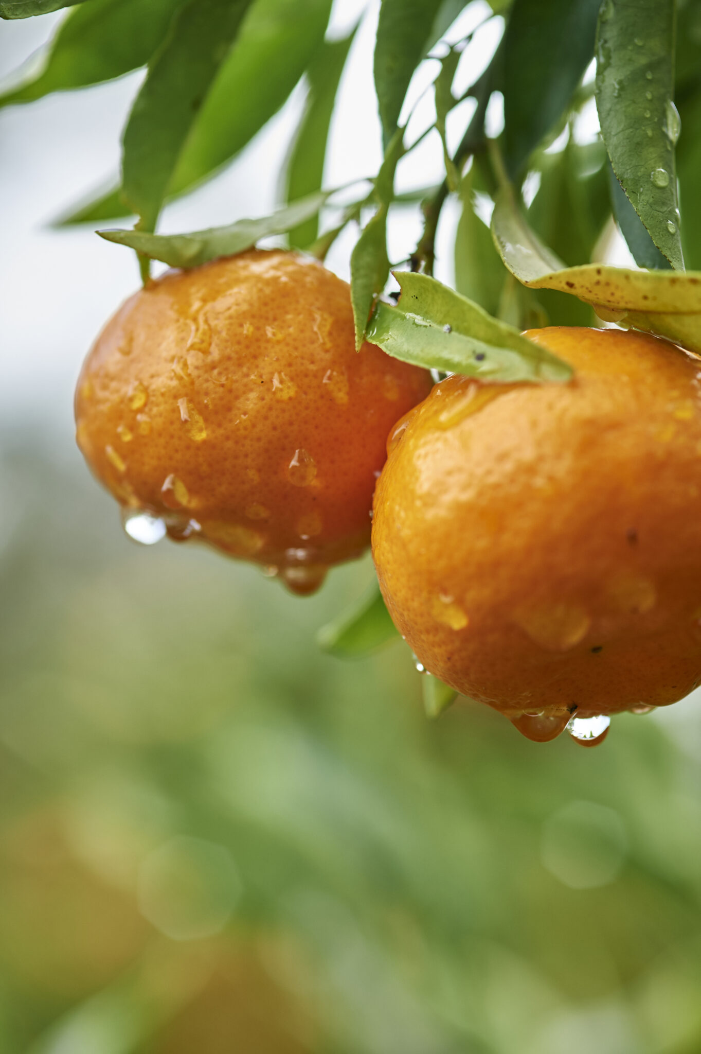 Djilba in Australia’s South West: From Breathtaking Whales to Blooming ...