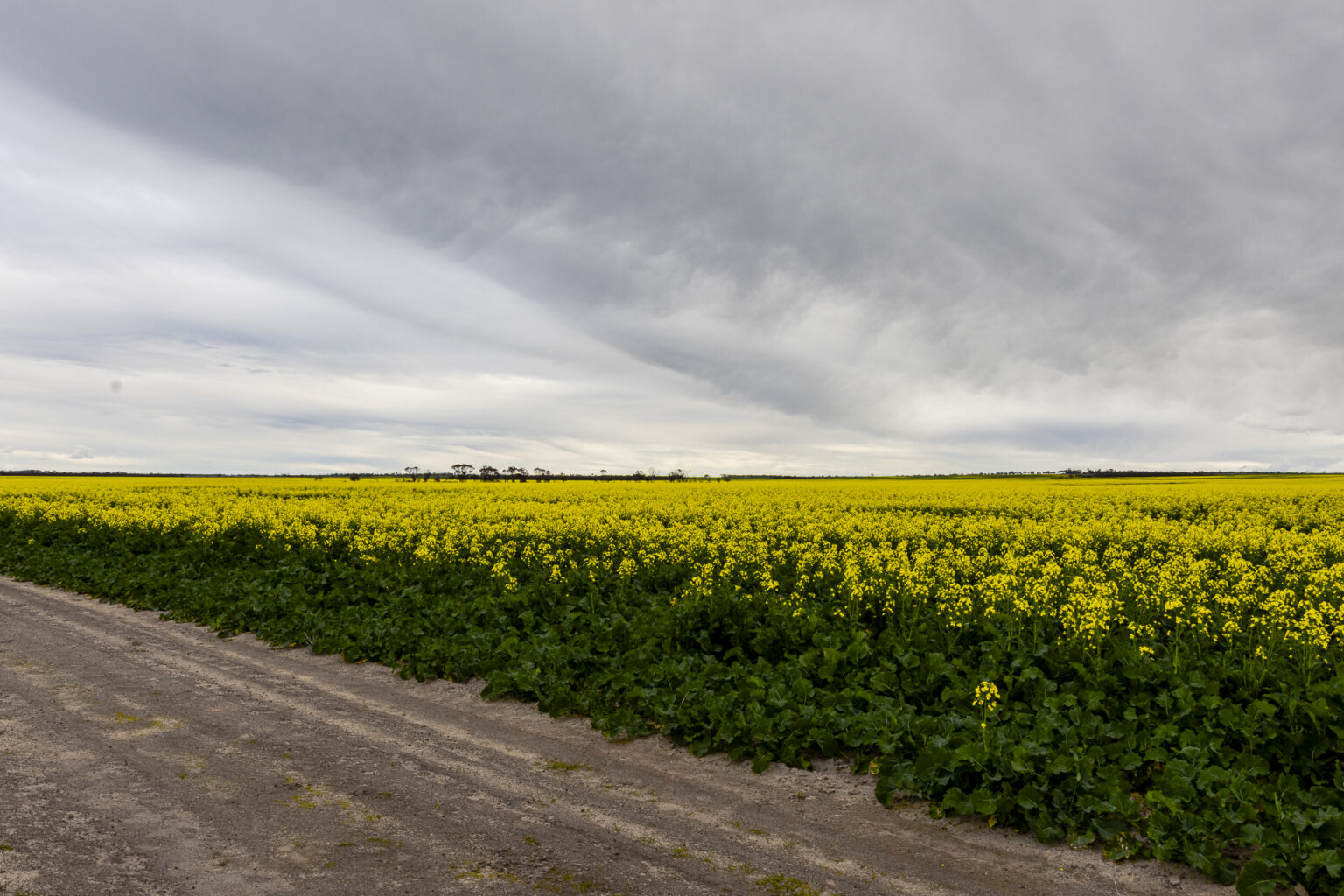 Djilba in Australia’s South West: From Breathtaking Whales to Blooming ...