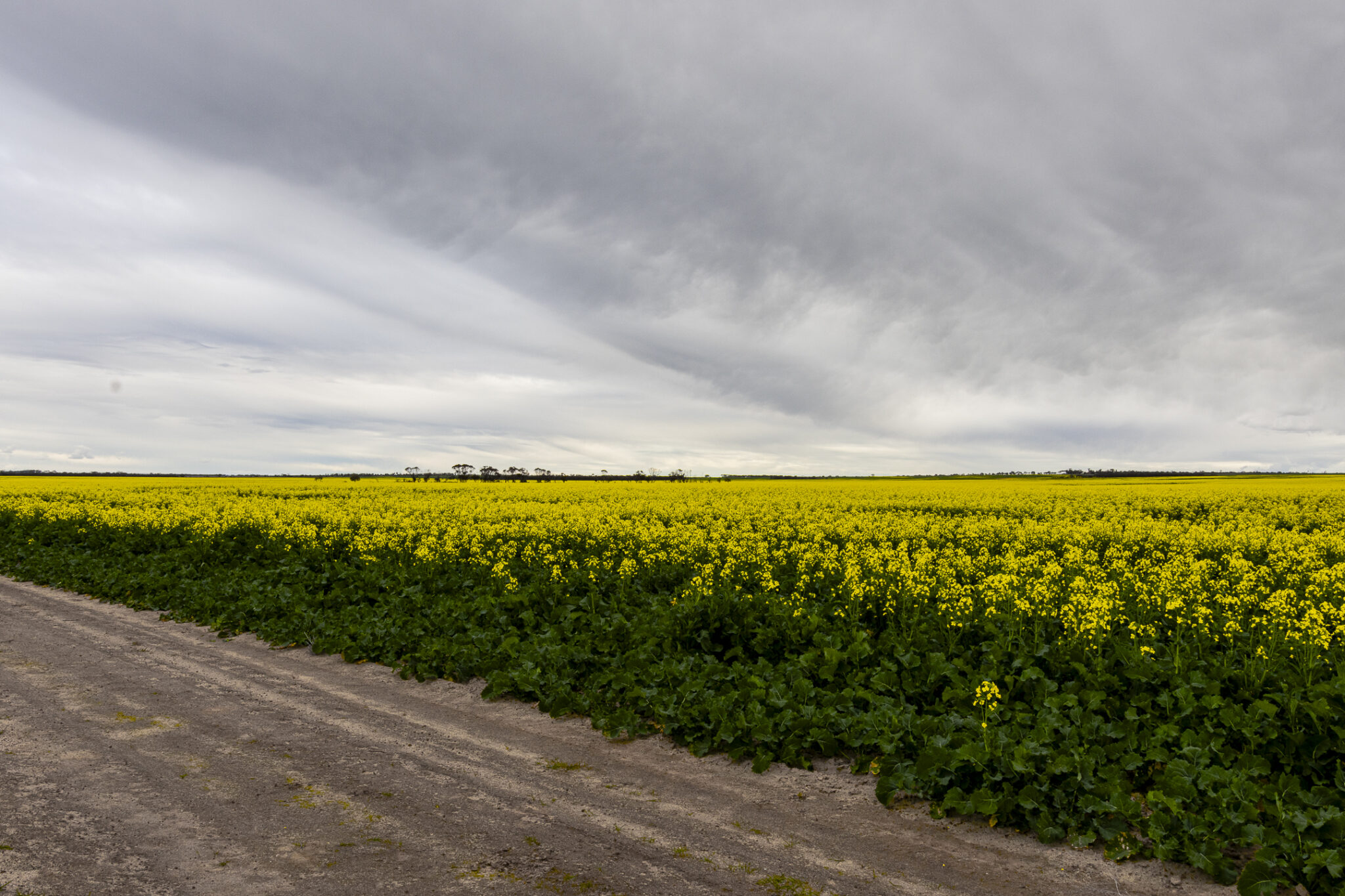 Djilba in Australia’s South West: From Breathtaking Whales to Blooming ...