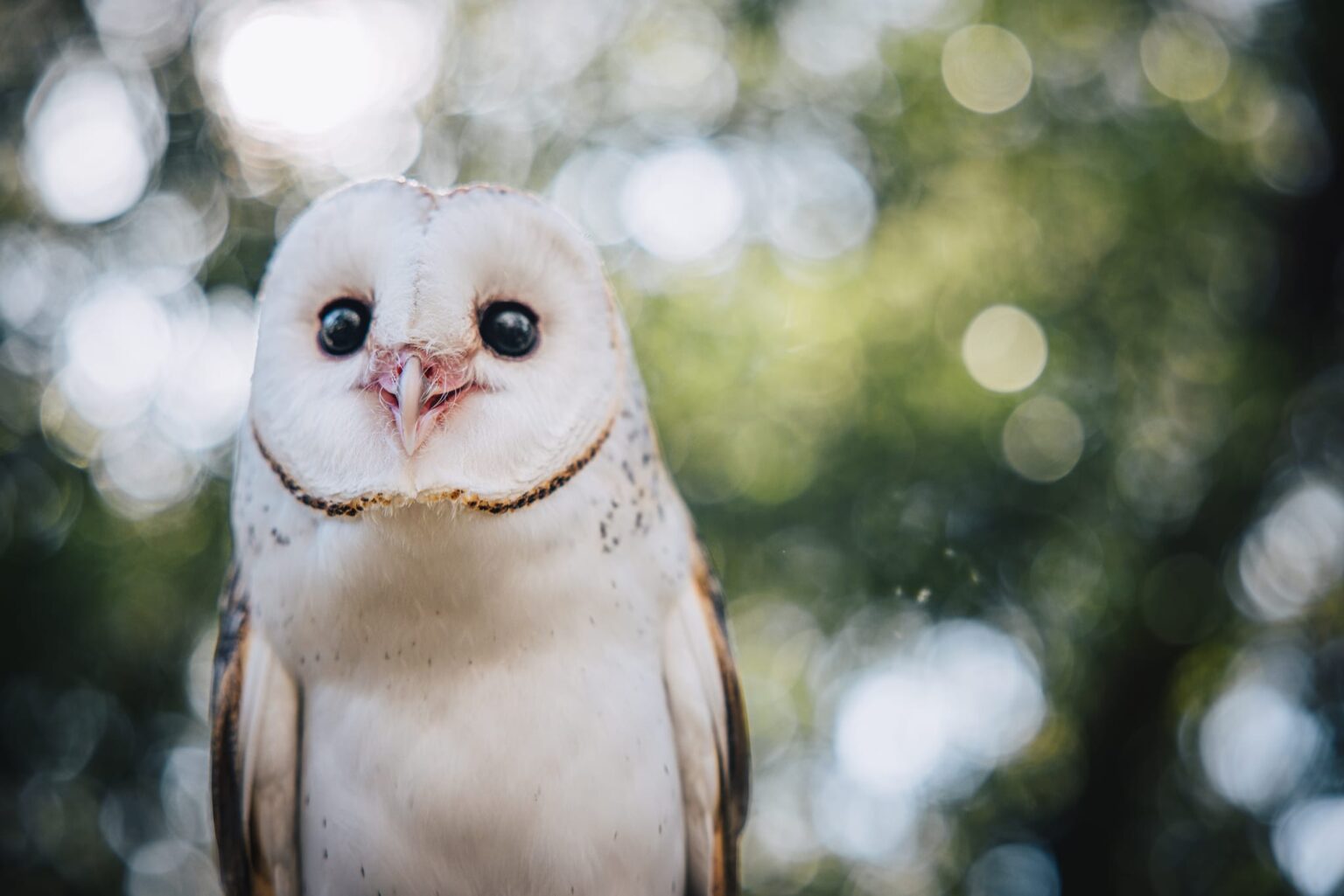 Capes Raptor Centre | Australia's South West
